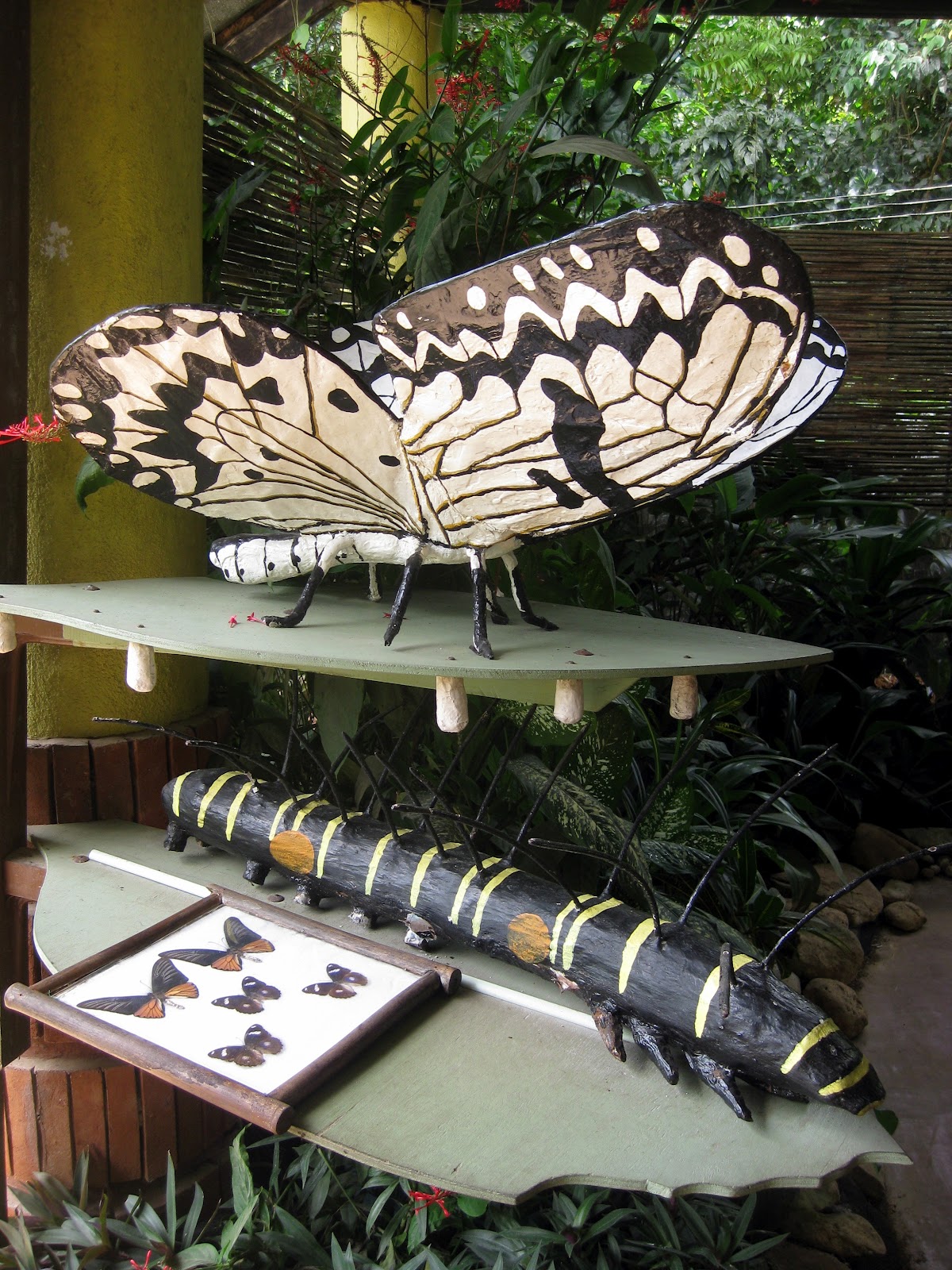 Turning Boholano: Simply Butterflies Conservation Center