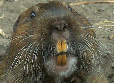 Cowboy Kisses: The Trophy Gopher and The Cowboy