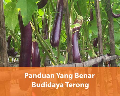 Dunia Tumbuh Tumbuhan: Panduan Yang Benar Budidaya Terong