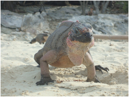 s/v " WIND WARRIOR ": February 2nd - Highbourne Cay & Allen Cay