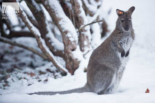 Animals explore a winter wonderland: first snowfall of the season delights