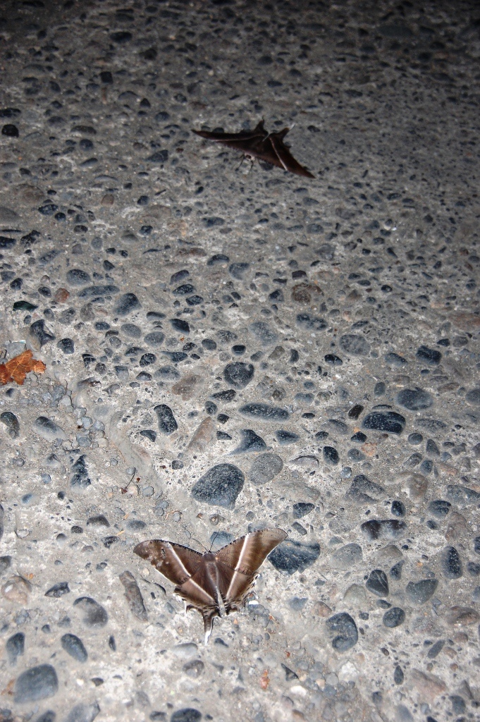 OUR PHILIPPINE TREES: Like Giant Moths to a Flame