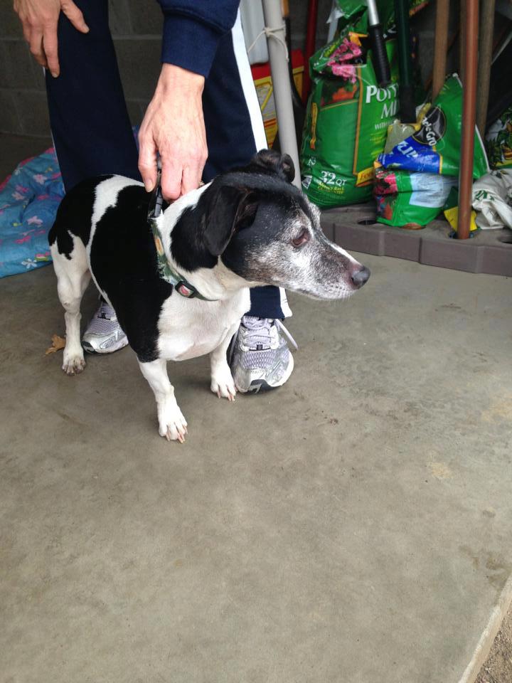 Erie Animal Network Lost & Found Pets