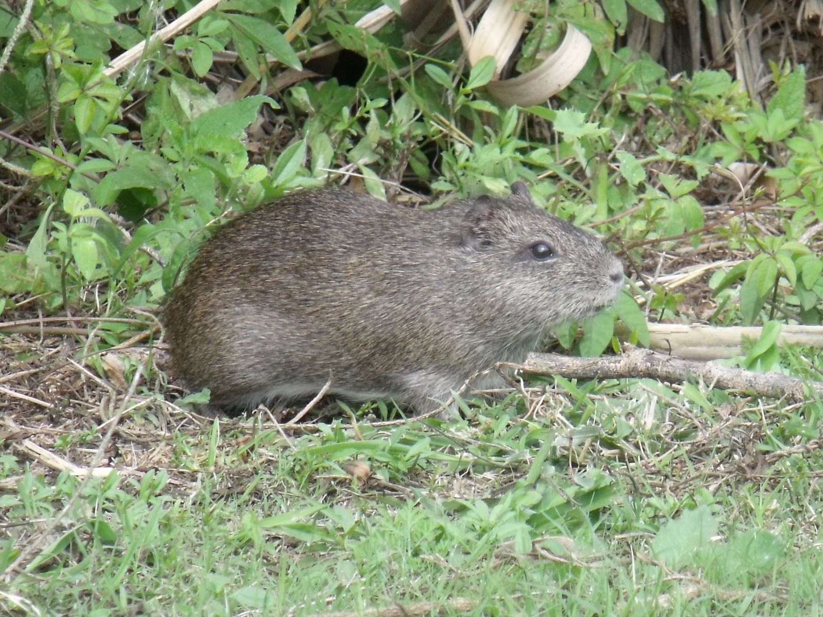 NATURALEZA Y CULTURA: El Cuis Grande