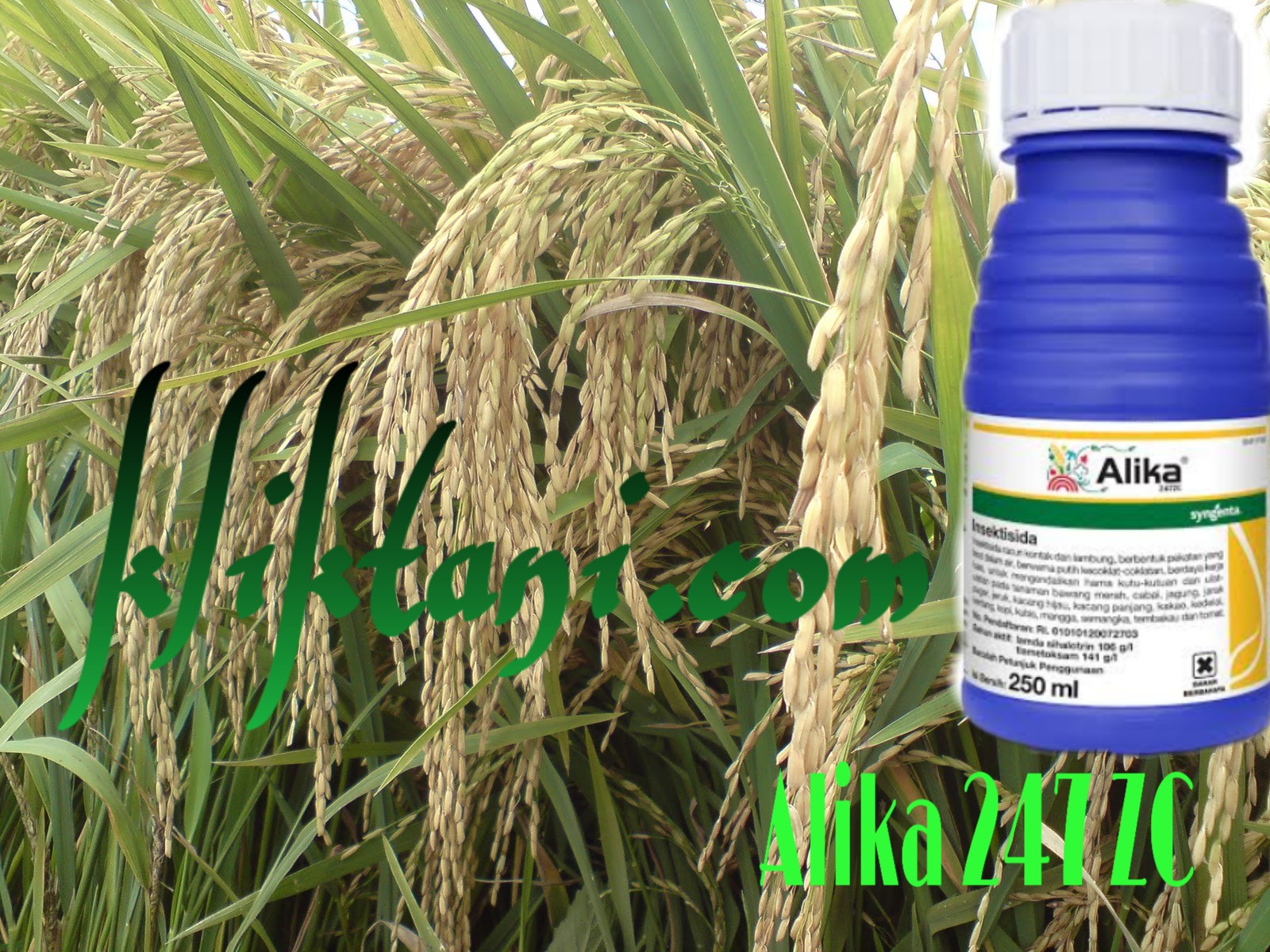 Fungsi Insektisida Alika Pada Tanaman Padi, Cabai, Tomat, Kubis, Kopi ...