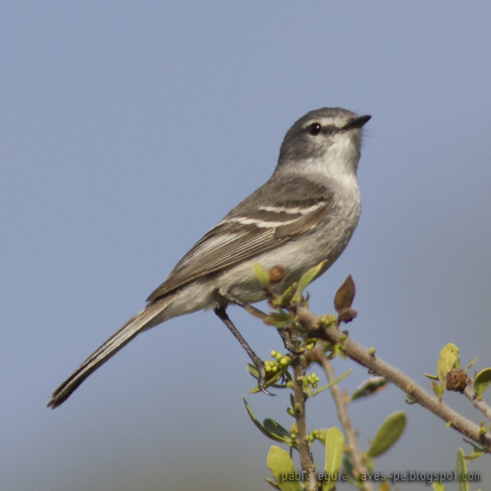 mis fotos de aves: Serpophaga (subcristata) munda Piojito Vientre ...