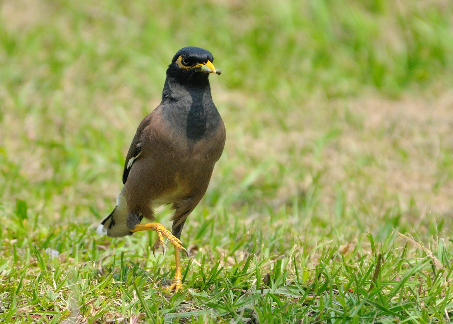 The Amazing Birds: Common Myna (家八哥), Acridotheres tristis