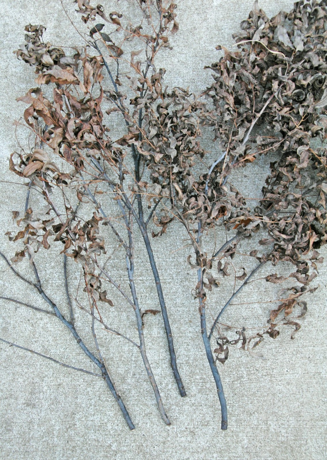 Northern Pecans: Twigs falling from pecan trees