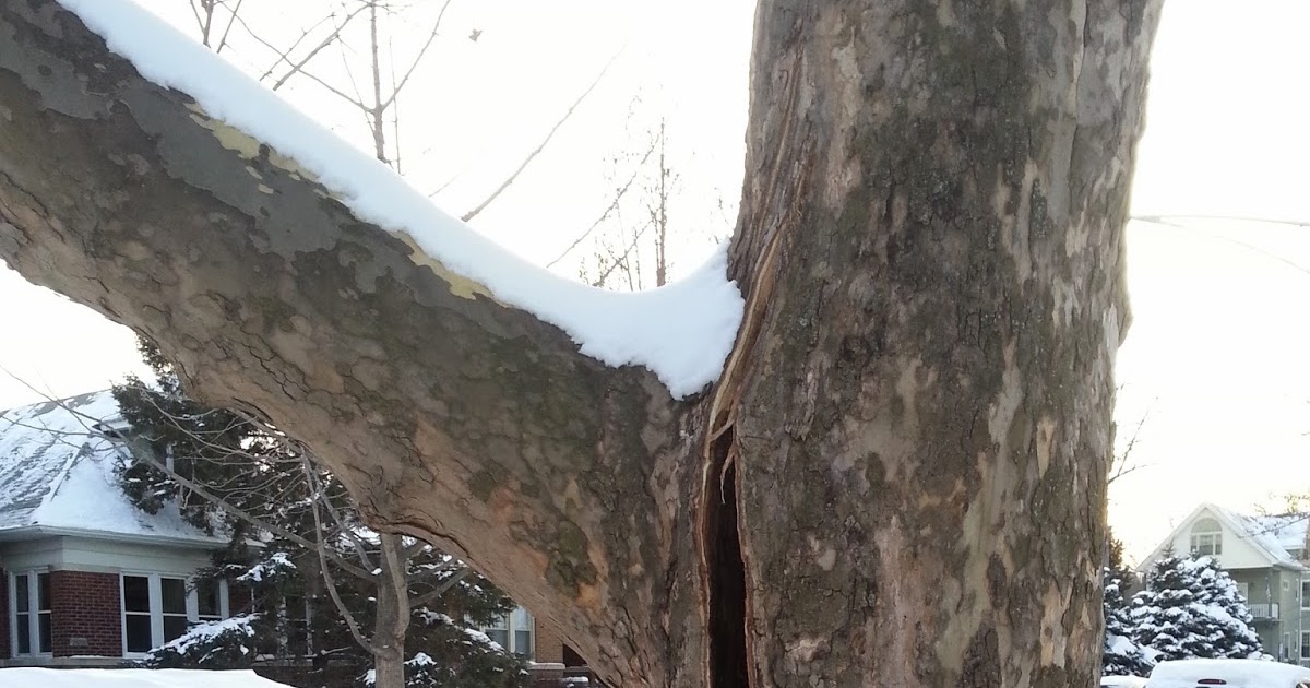 The Chicago Real Estate Local: We saved our Sycamore tree from the City ...