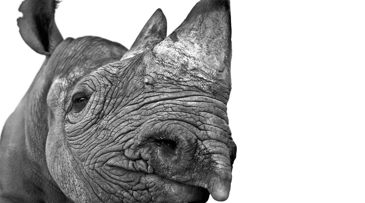 Animals / RHINOS on Pinterest | Elephant Art, Character Design and ...