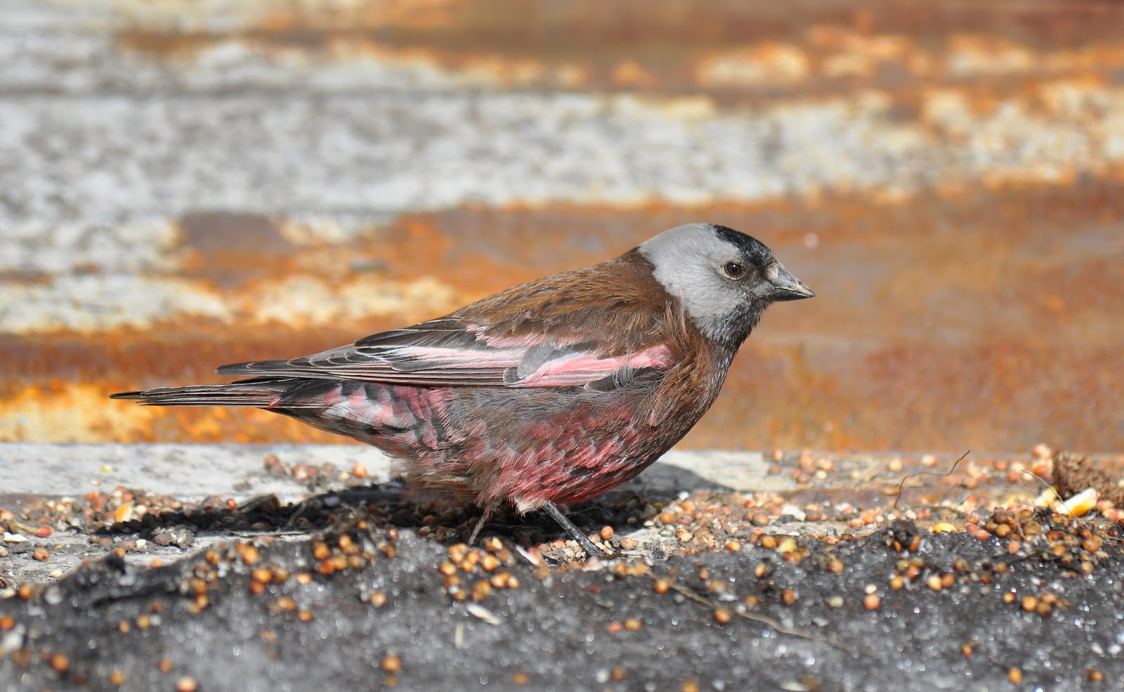 200 Birds: St. Paul Island, part 2: Breeding songbirds