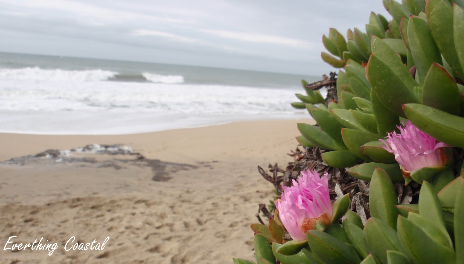 Everything Coastal: Spring on the California Coast