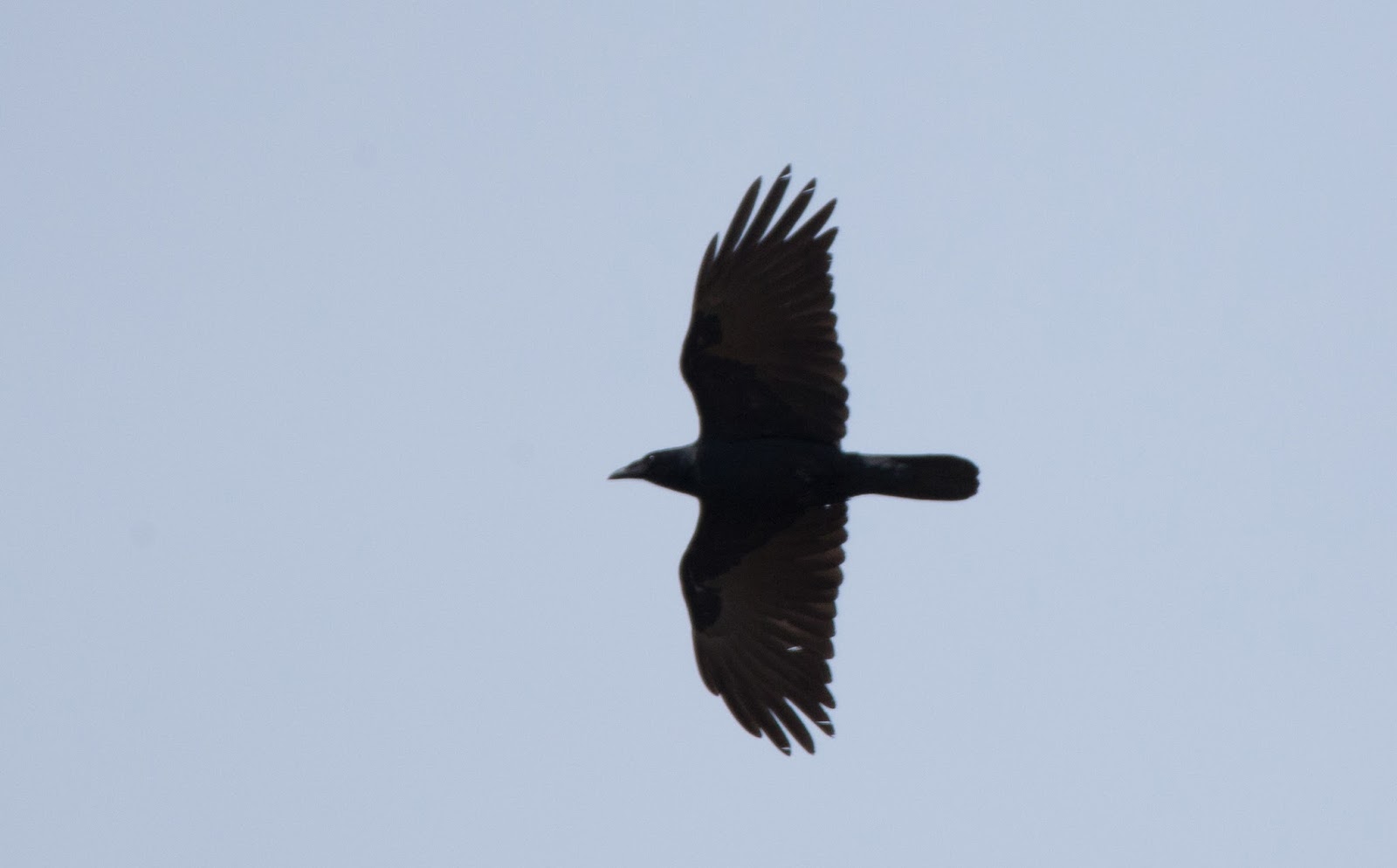 PeregrinePrints not dot com ... Blog: Visual ID of American vs. Fish ...