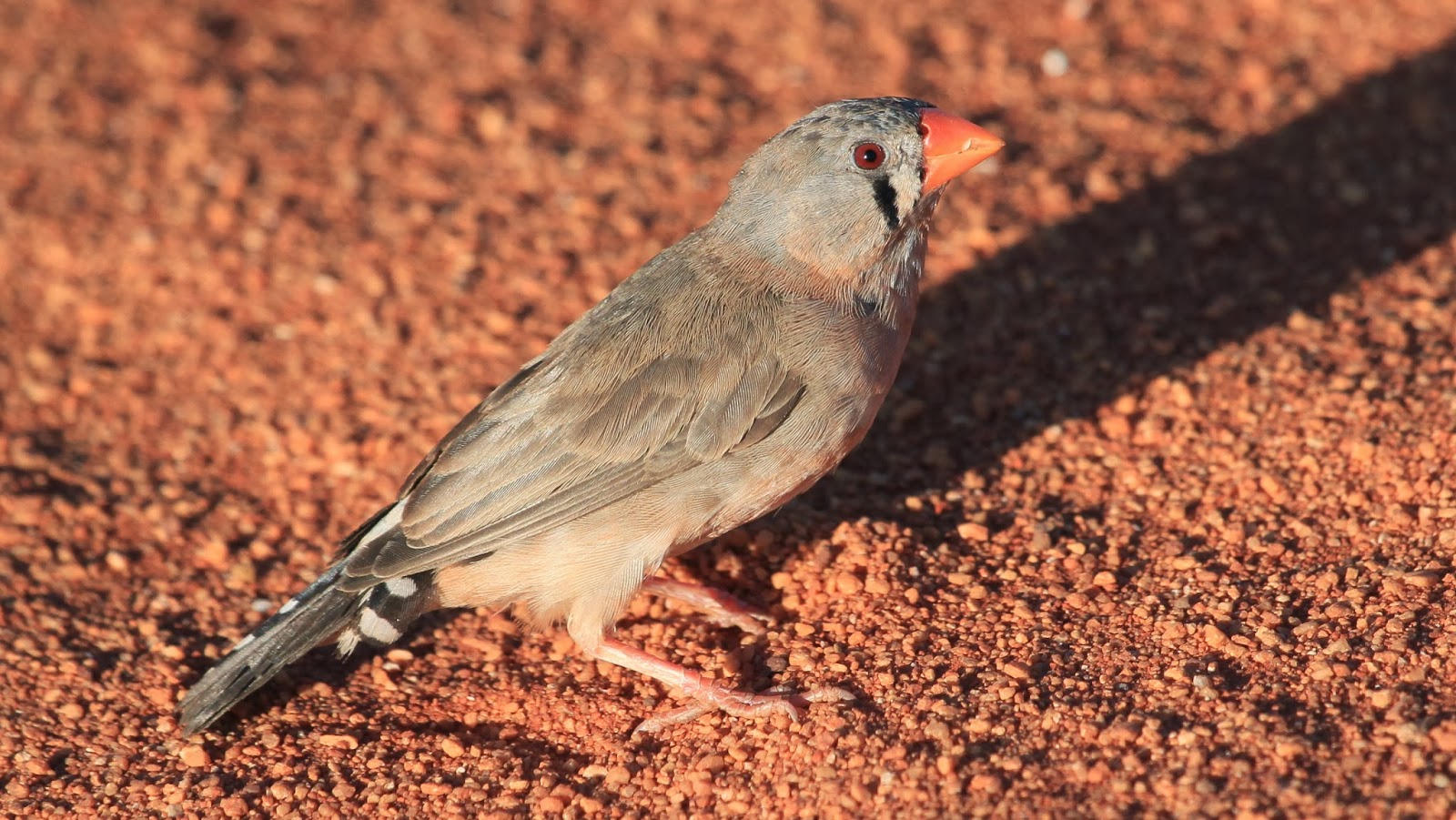 Richard Waring's Birds of Australia: Docker River Zebra Finches ...