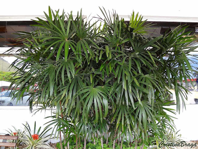 RW PAISAGISMO: PALMEIRA: RÁFIS (RAPHIS EXCELSA)