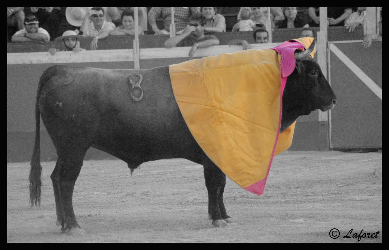 Calasparra Taurina: Blog de fotografía taurina por Laforet: Toros