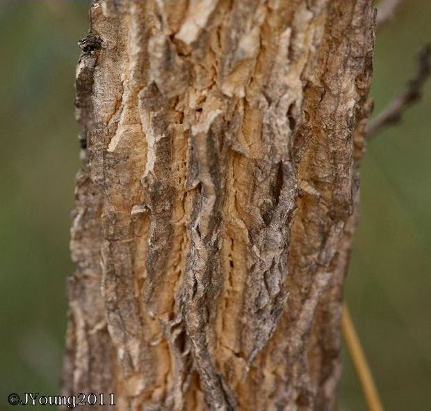 South African Photographs: Tree Wistaria – vanWykshout (Bolusanthus ...