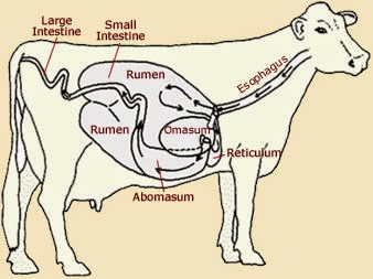 Digestive Physiology and Anatomy of Cows - Vet in Training