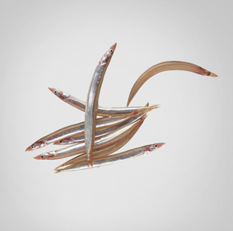 Artes de Pesca: VAMOS A PESCAR SONSO