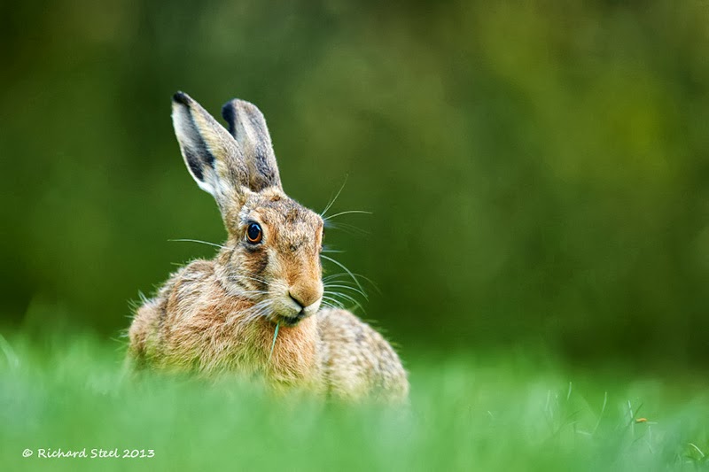 Wildlife Photographic Journals: Brown and Red