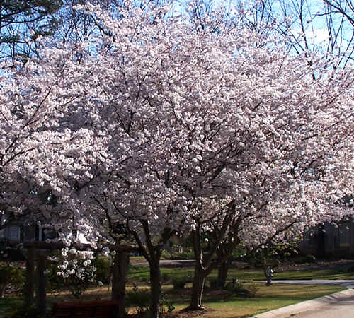 Autumn Graphics Picture: Autumn Flowering Cherry Tree