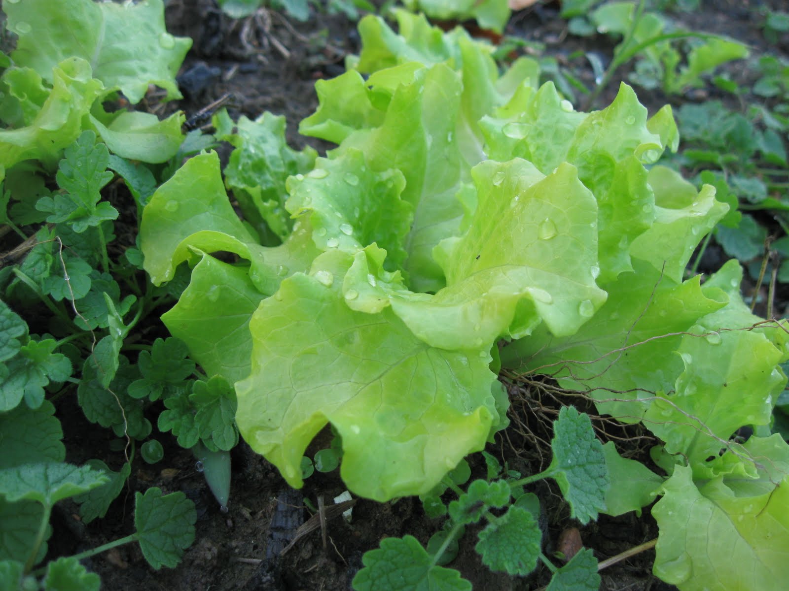 Kentucky Fried Garden: Fall Lettuces Self Seeded and Wild Onions