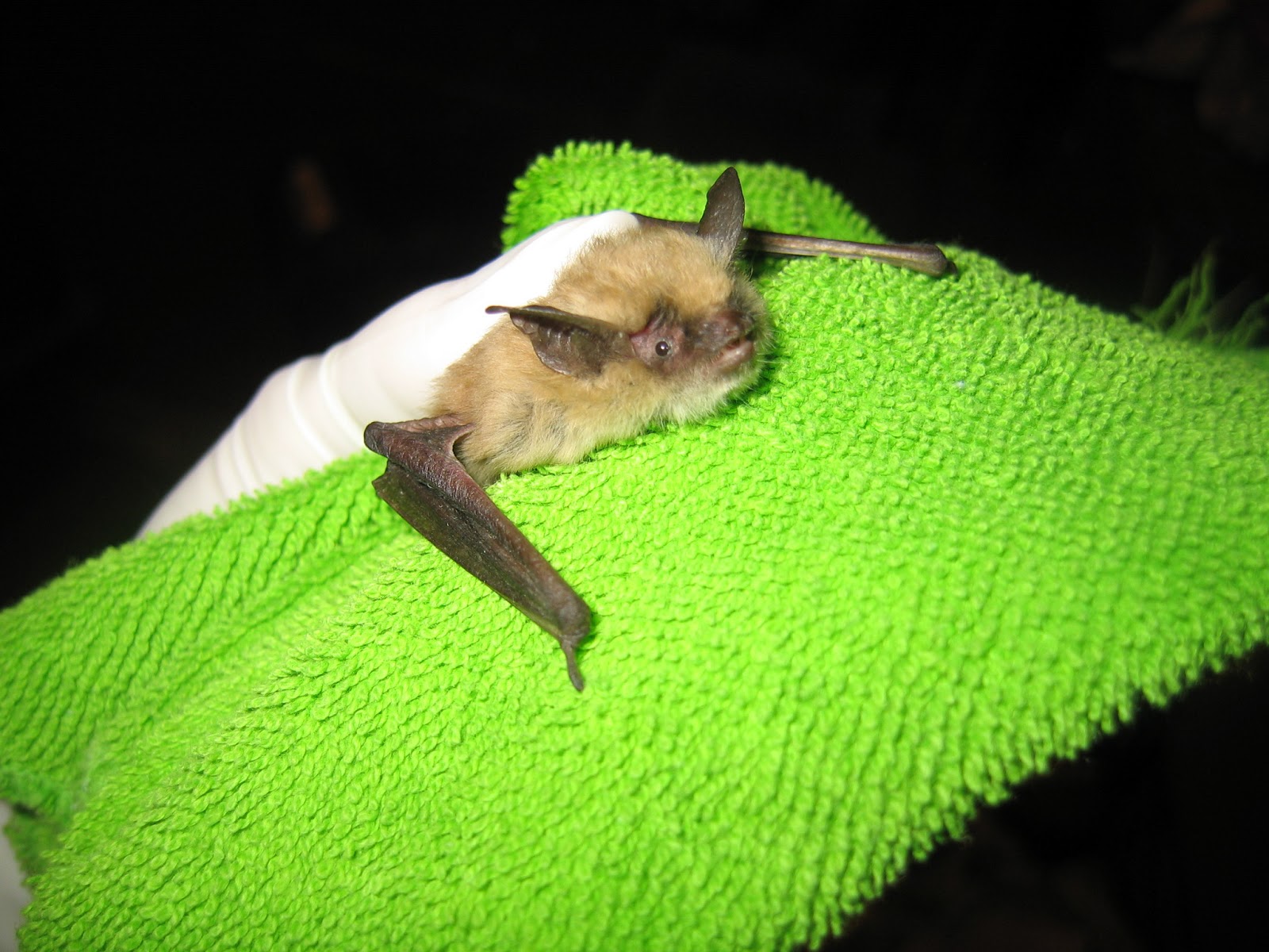 Nebraska Wildlife Rehab - Wildlife Rehabilitation and Education: Bats ...