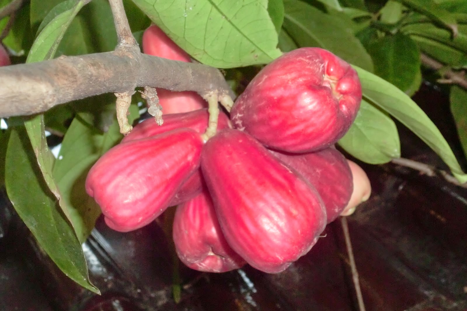 Agen Resmi Fiforlif Ladyfem: Manfaat Jambu Jamaika untuk Kesehatan