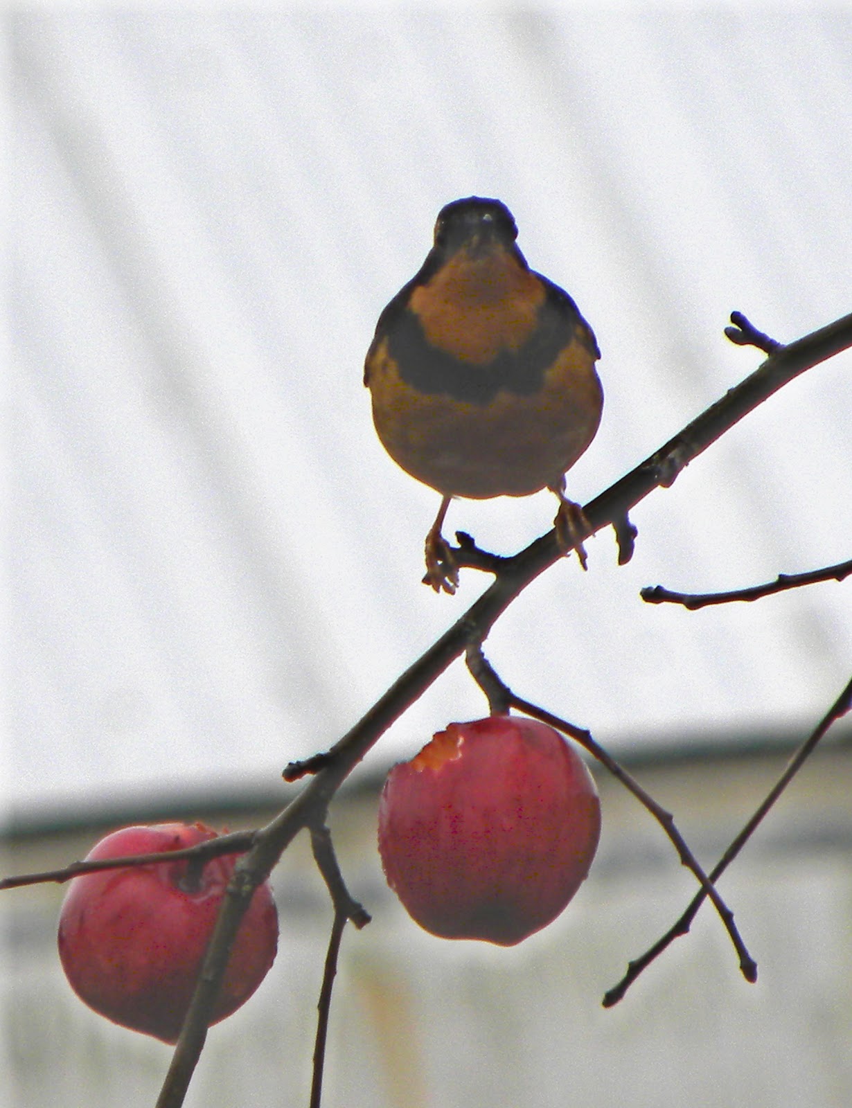 Birds: Apple Tree Birds