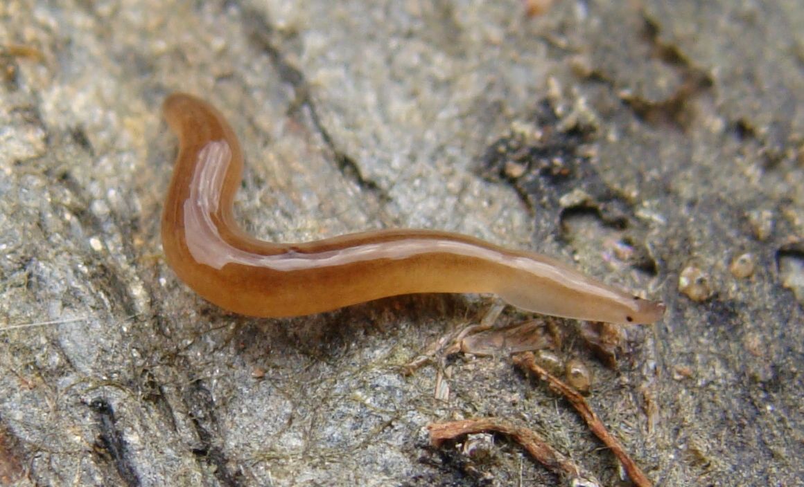 Real Monstrosities: Turbellarian Flatworm