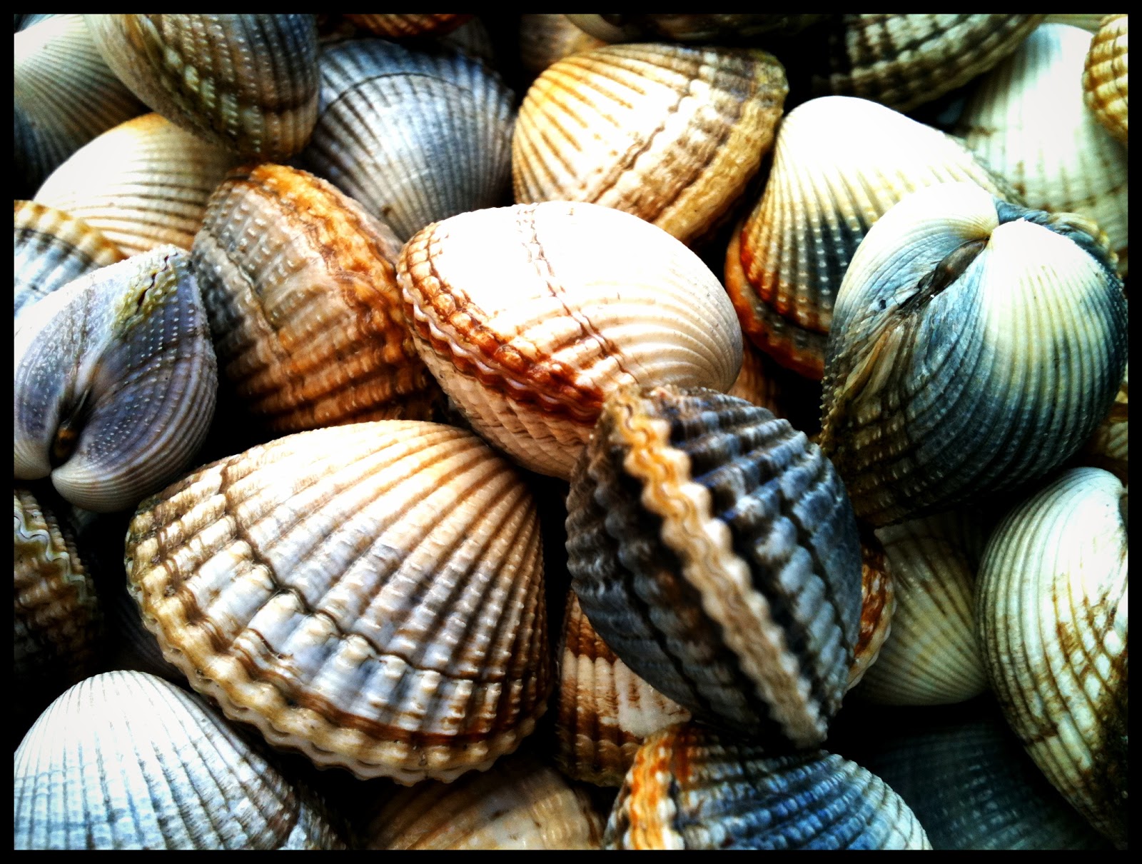 2 zazous dans le mistral: Menu Breton, part Two : les coques