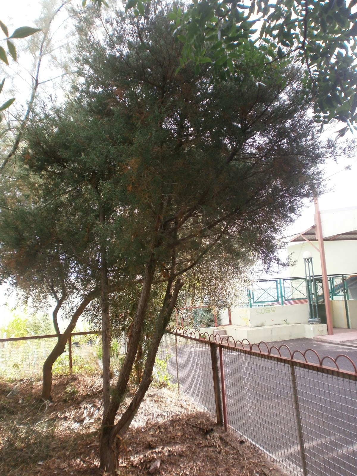 Trabajos CEN: Árboles canarios del jardín del instituto