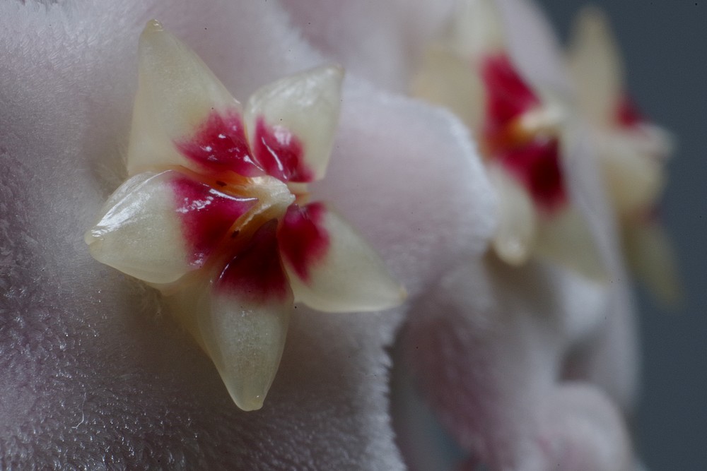 Hoja (hoya) kwiaty - Fikusy, storczyki, bonsai, draceny, a także ...