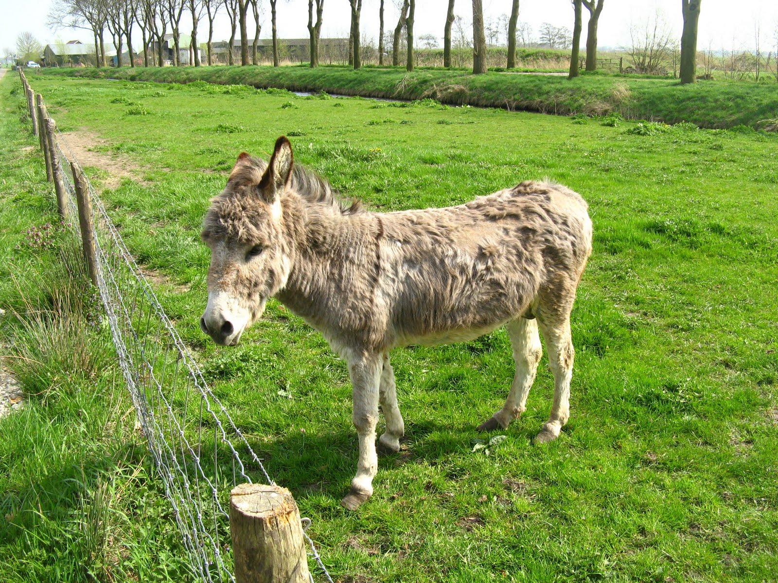 Vandijkonline Weblog Ontmoeting Met Een Ezel vandijkonline-weblog-ontmoeting-met-een-ezel