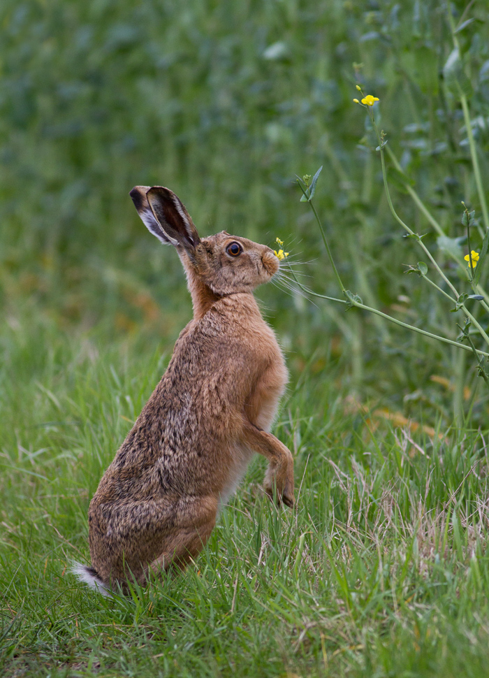 Wright's Wanderings: Brown Hares, Rutland
