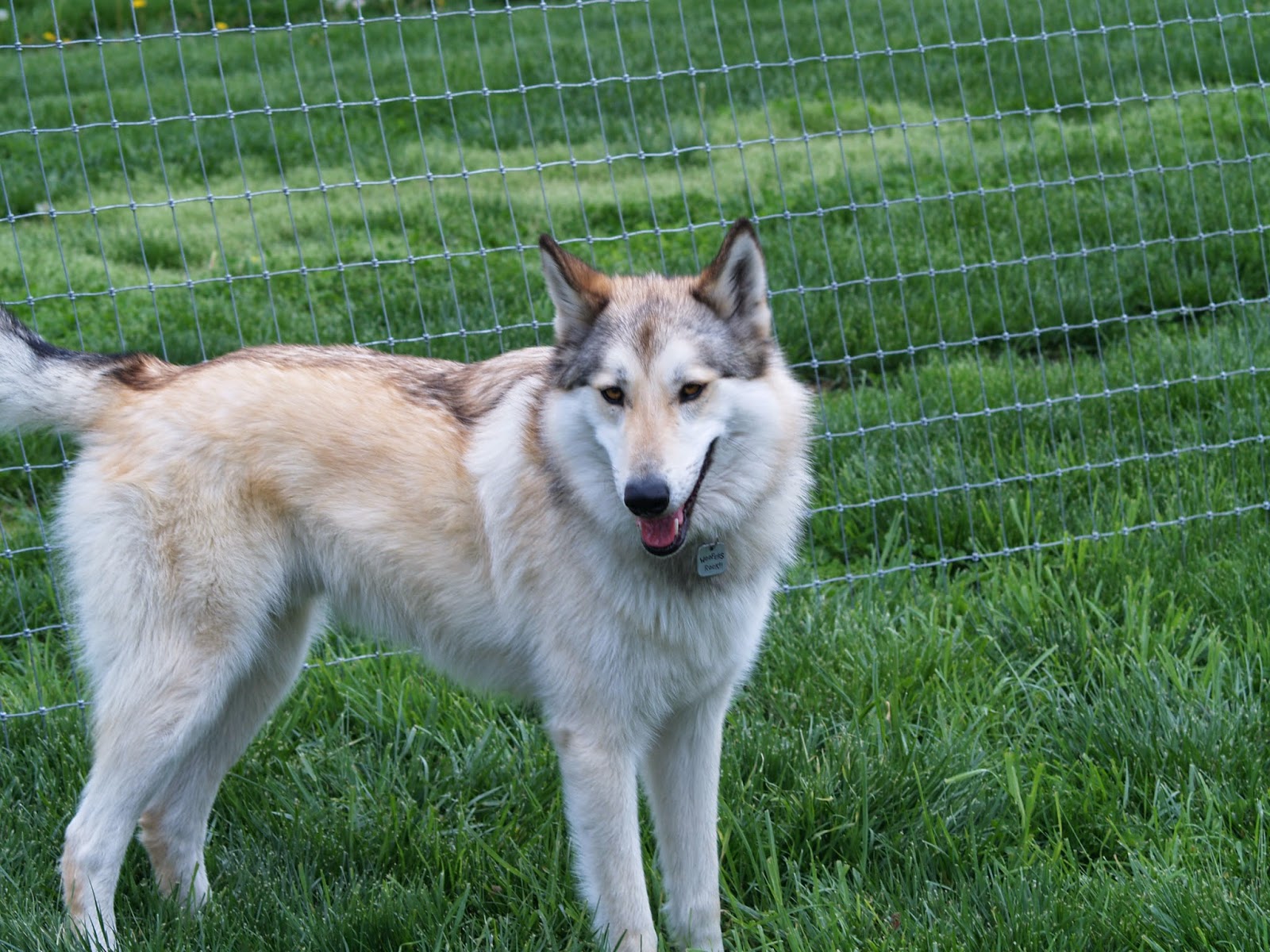 My Rotten Dogs: What is Faolan?