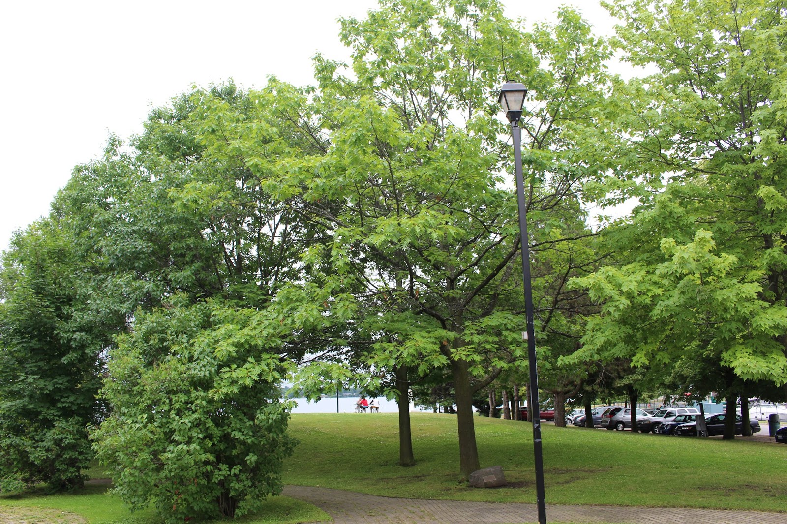 Memorials in Ottawa: Armagh S. Price Tree