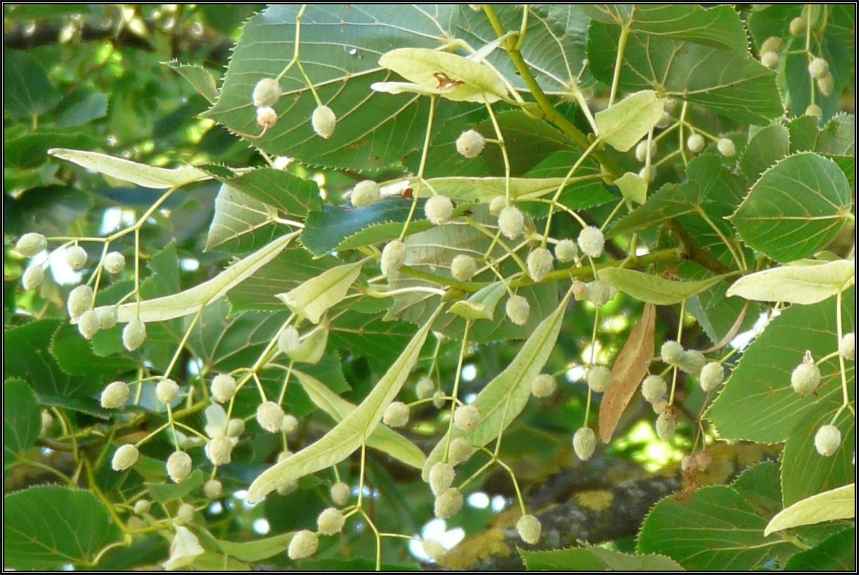 PuraSierra: Los escasos, recónditos y venerables tilos. Usos, toponimia ...