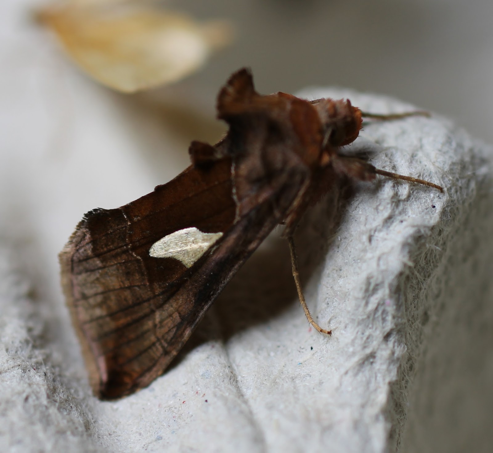 Shandy Hall Moths: 23 July 2013 - New Sightings - the Macros.