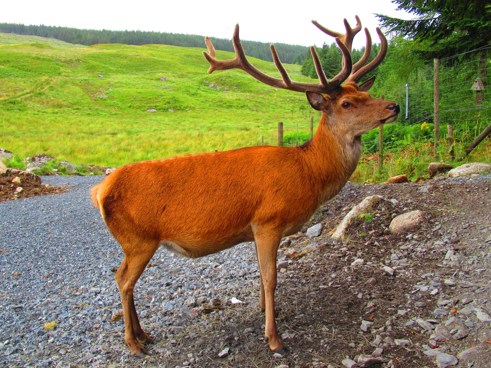 Galloway Red Deer Range
