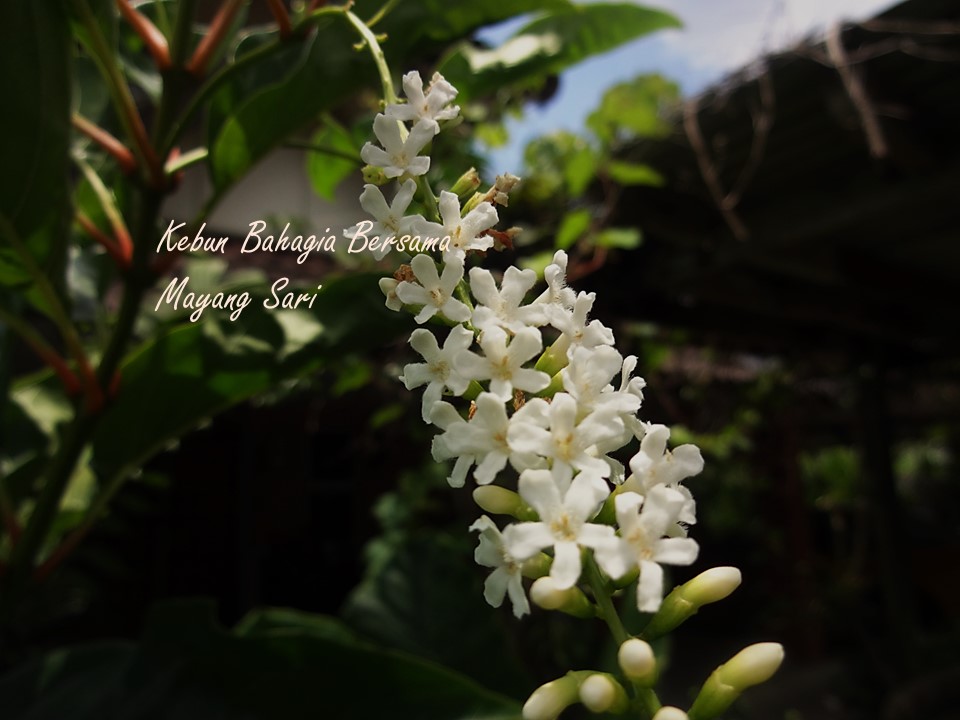 Kebun Bahagia Bersama: Mayang Sari