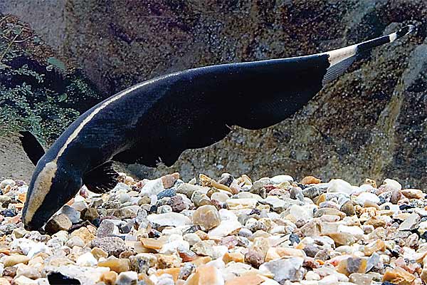 The family Apteronotidae aquarium fish - Black Knife (Apteronotus ...