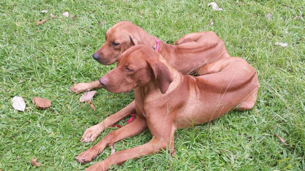 O MELHOR AMIGO DO HOMEM: Leão da Rodésia