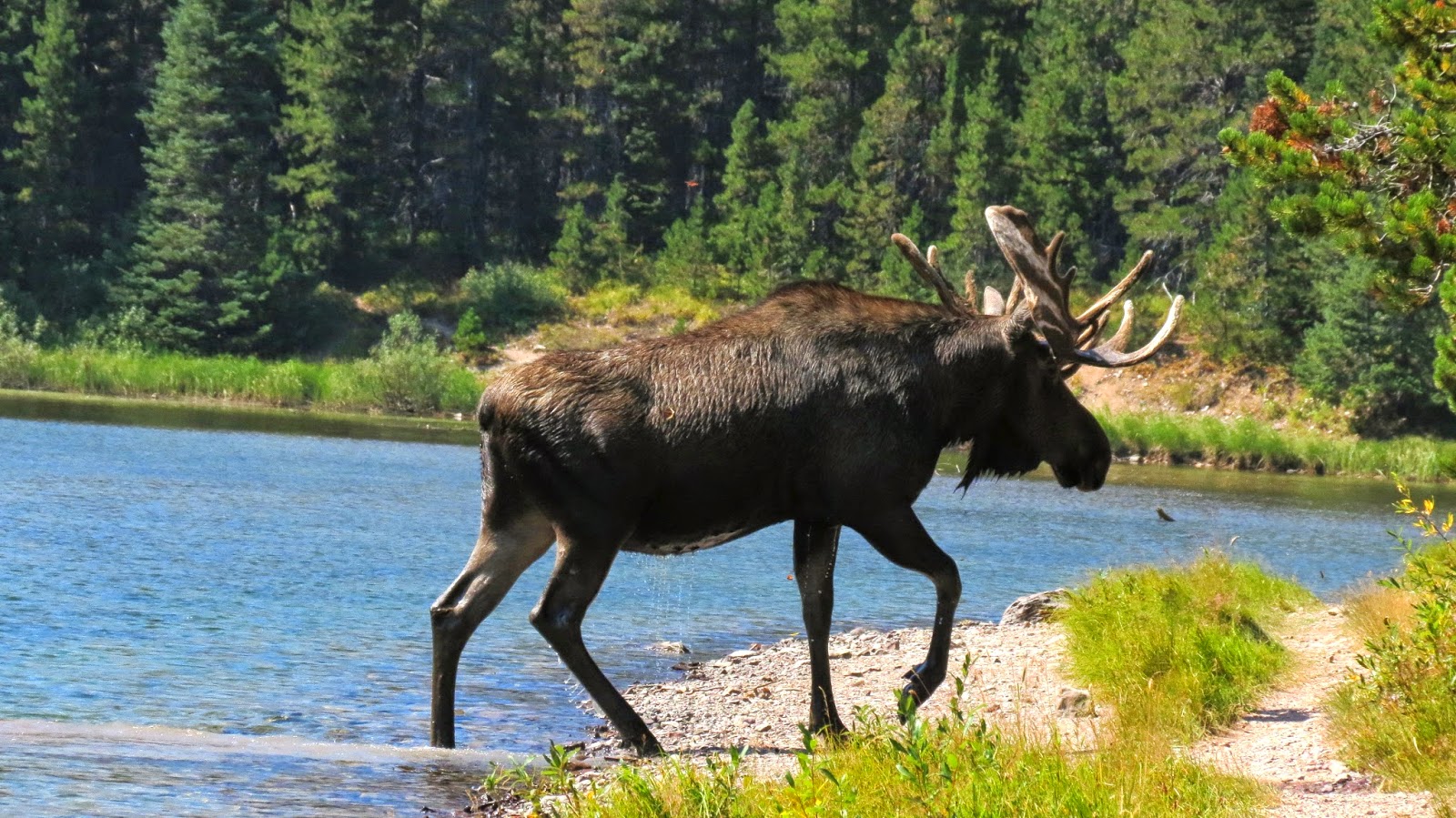 GOING ON ADVENTURES: Moose magic in Glacier National Park