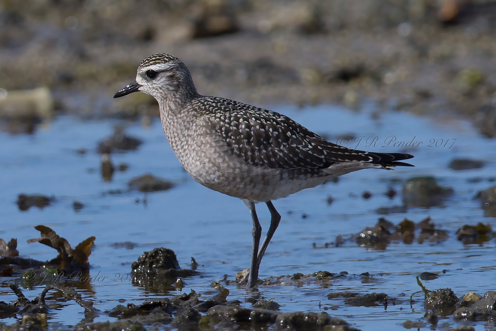 Joe Pender Wildlife Photography: American Golden Plover