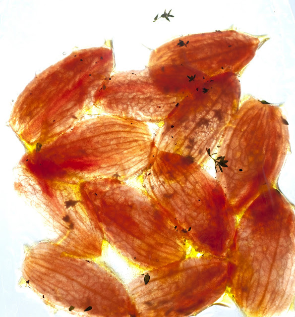 Due South Chefs Ltd: Compressed cucumber