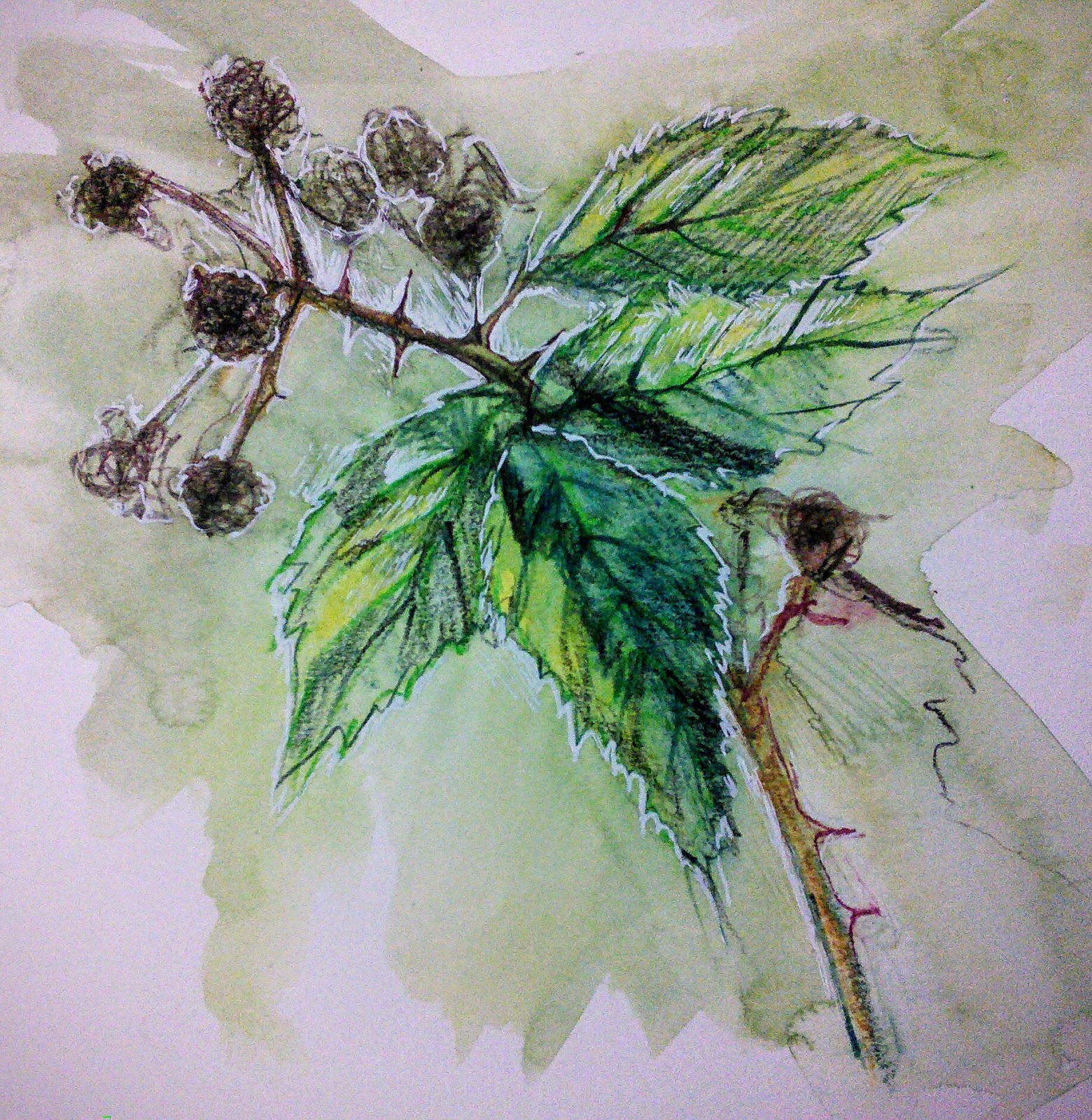 Create A Drawing A Day: Brambles