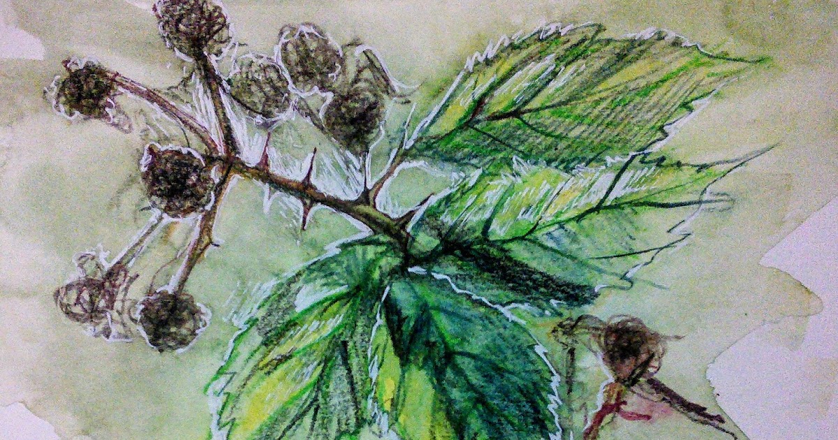 Create A Drawing A Day: Brambles