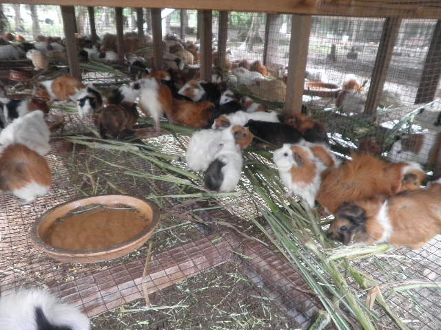 Welcome to Guinea Pig Farm