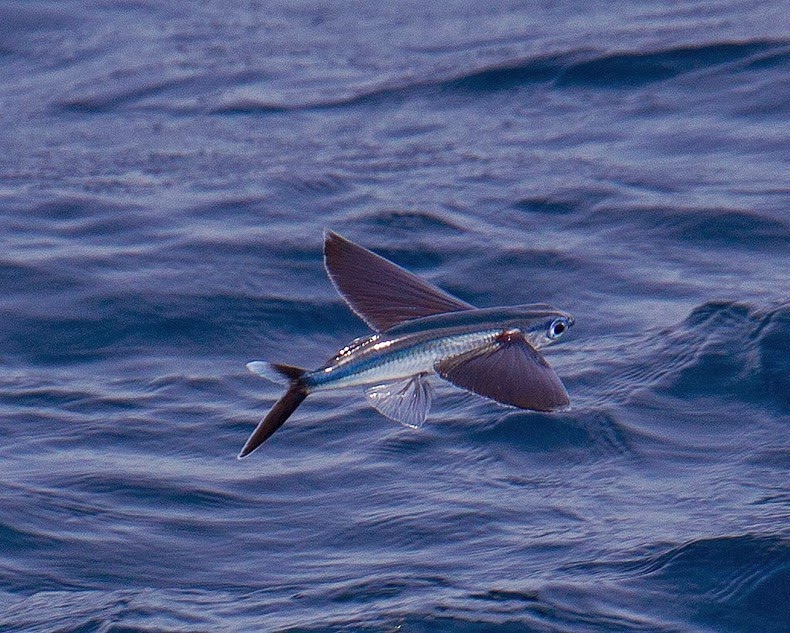 PEIXE VOADOR OU FLYING FISH (Exocoetidae)